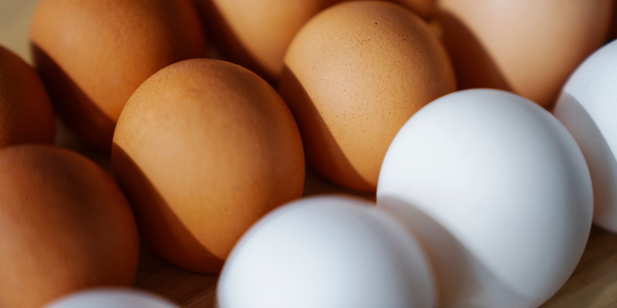 Eggs 101: Essential Training Resource For Understanding the Egg Industry
